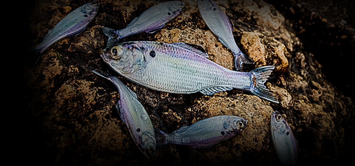 6th Sense Fishing - Soft Plastics - Panorama