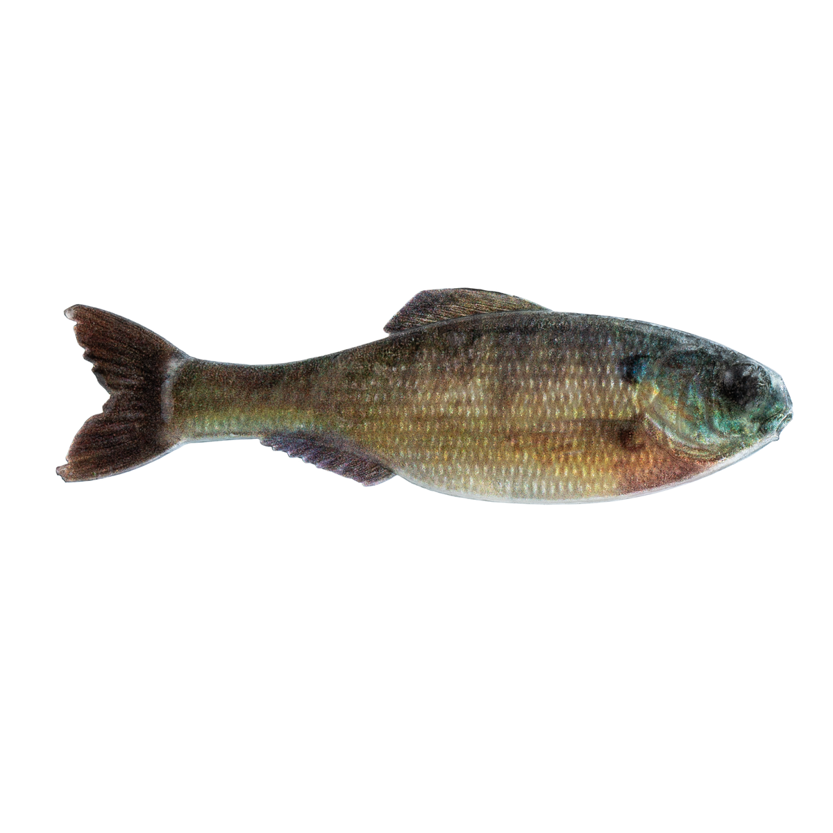 Panorama - Live Bluegill Fishing Lure | 6th Sense Fishing