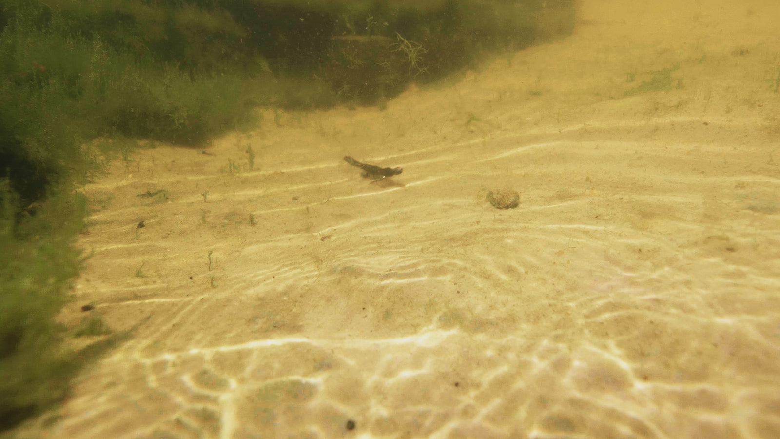 Ridge Lizard – 6th Sense Fishing