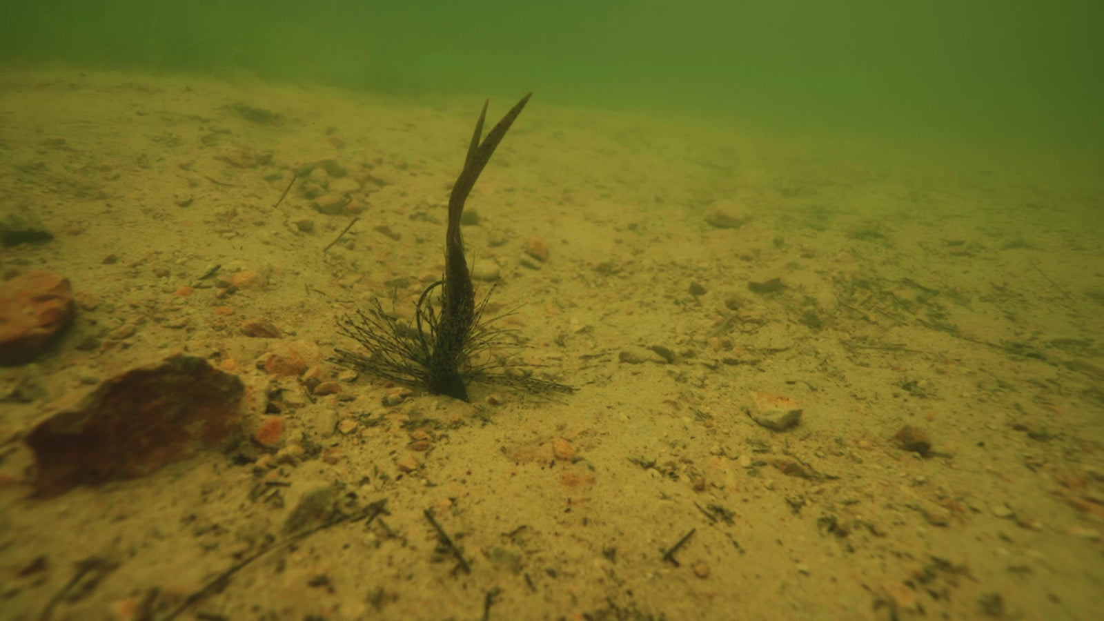 Bodega – 6th Sense Fishing