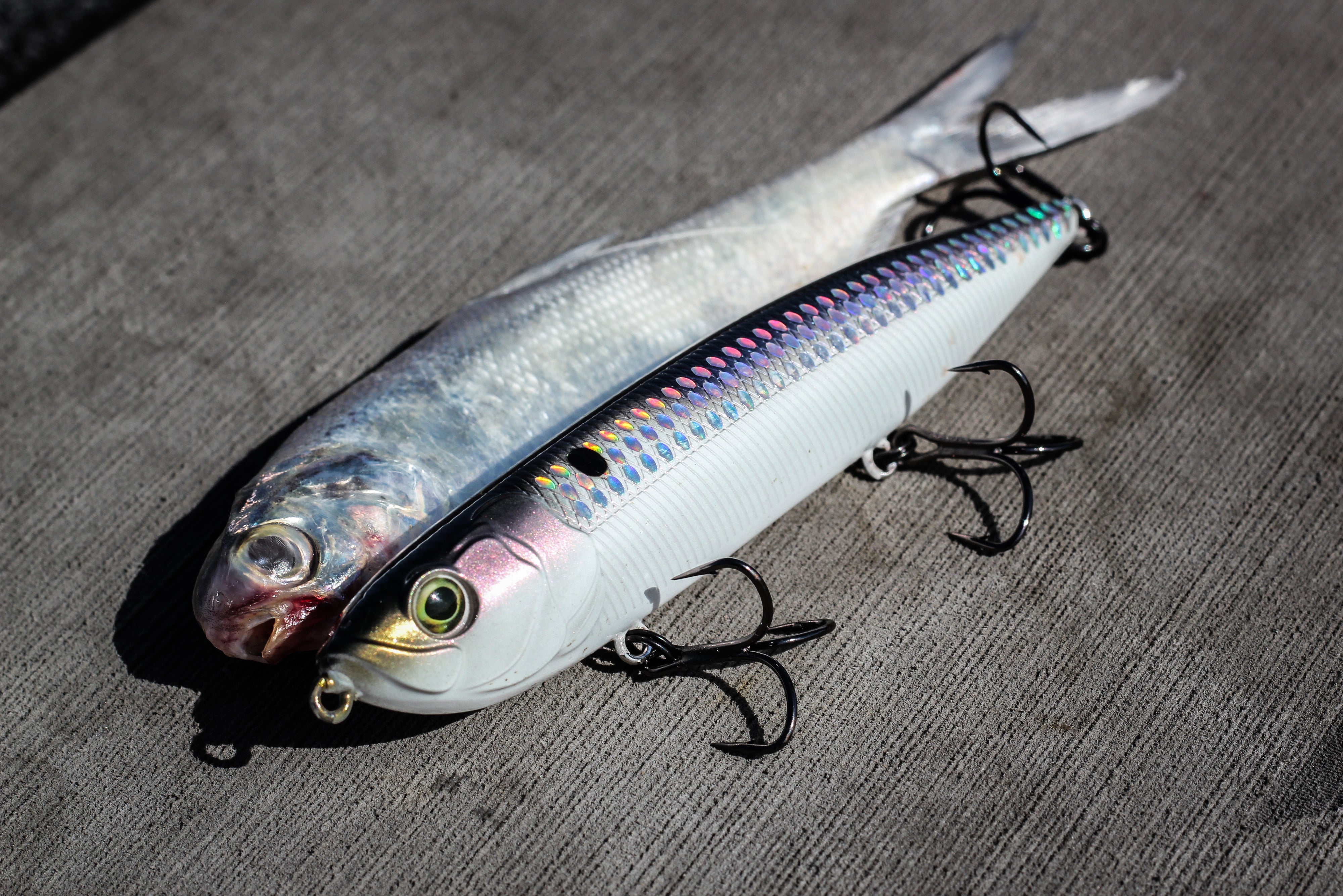 Lee Livesay Collection – 6th Sense Fishing
